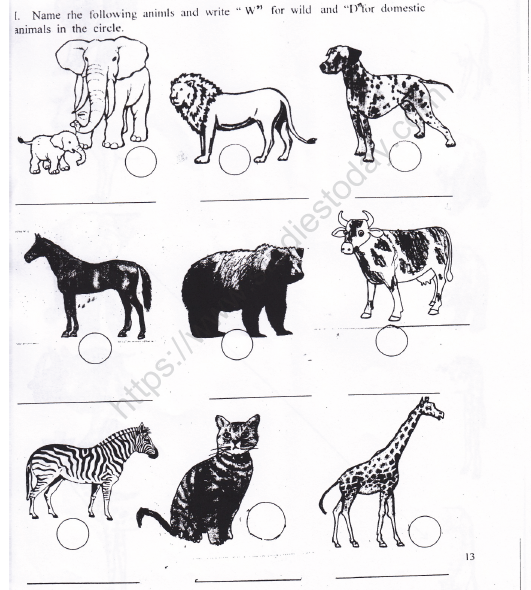 CBSE Class 1 EVS Animals Around Us Worksheet