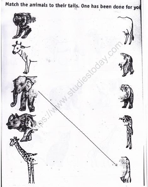 CBSE Class 1 EVS Animals Around Us Worksheet