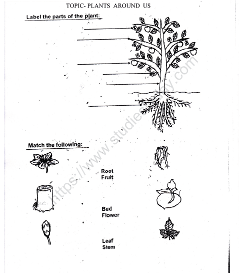CBSE Class 1 EVS Plants Around Us Worksheet Set B Practice Worksheet ...