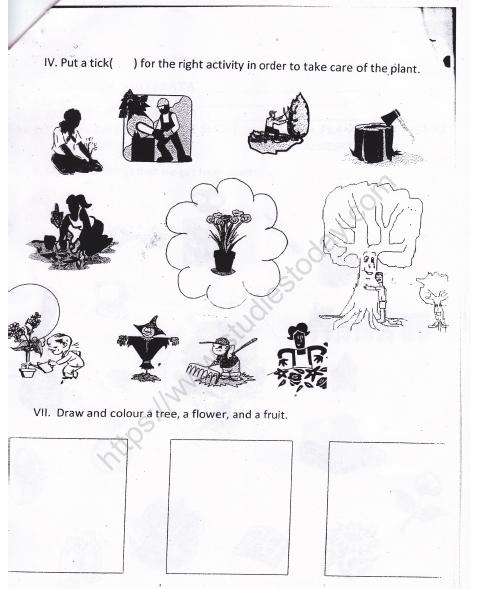 CBSE Class 1 EVS Plants Around Us Worksheet