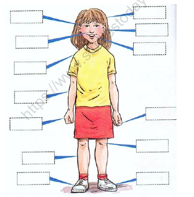 CBSE Class 1 EVS Parts Of The Body Worksheet
