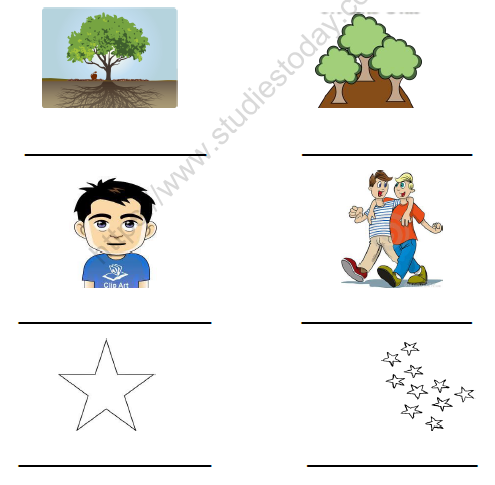 CBSE Class 1 English Single And Plural Worksheet