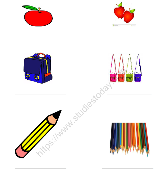 CBSE Class 1 English Single And Plural Worksheet