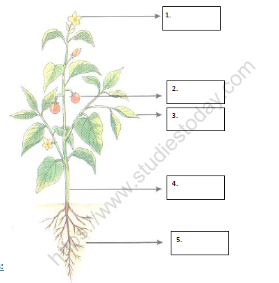CBSE Class 2 EVS Plants Around Us Worksheet