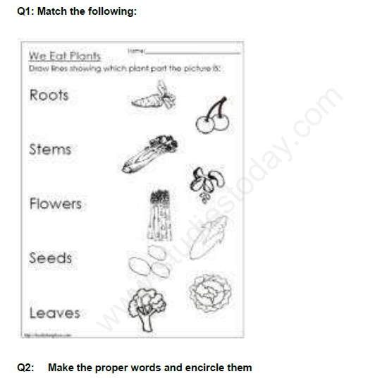 EVS Revision Assignment for CBSE Class 3 Environmental Studies Set 4 (PDF)