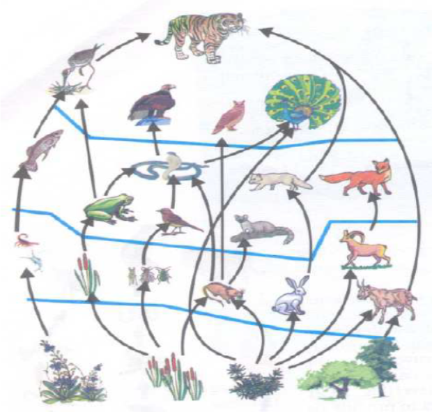CBSE Class 10 Science HOTs Question Our Environment