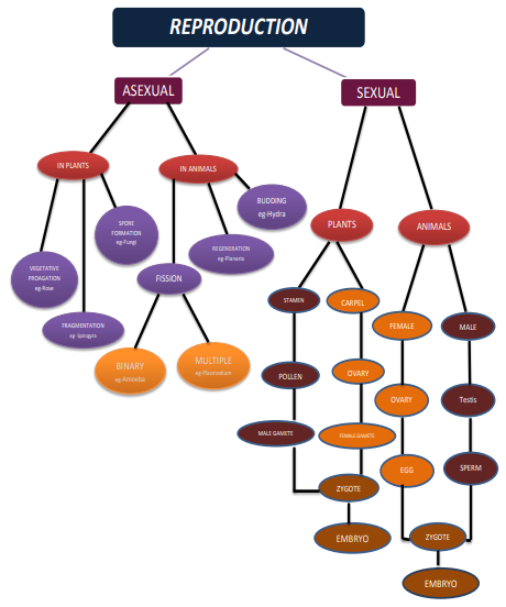 Cbse Class 10 Science How Do Organisms Reproduce